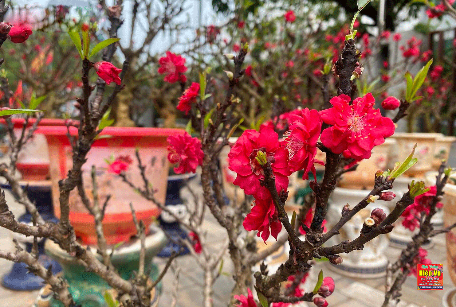 Đào Nhật Tân - Vườn đào đẹp nhất miền Bắc, Đào Tết